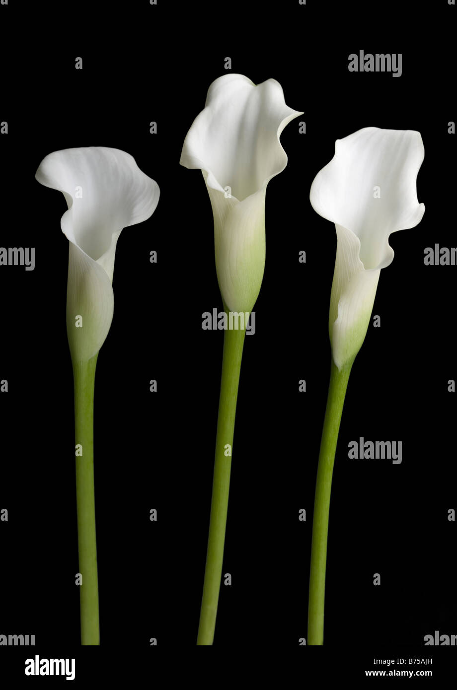 Gigli bianchi fiori funebri immagini e fotografie stock ad alta ...