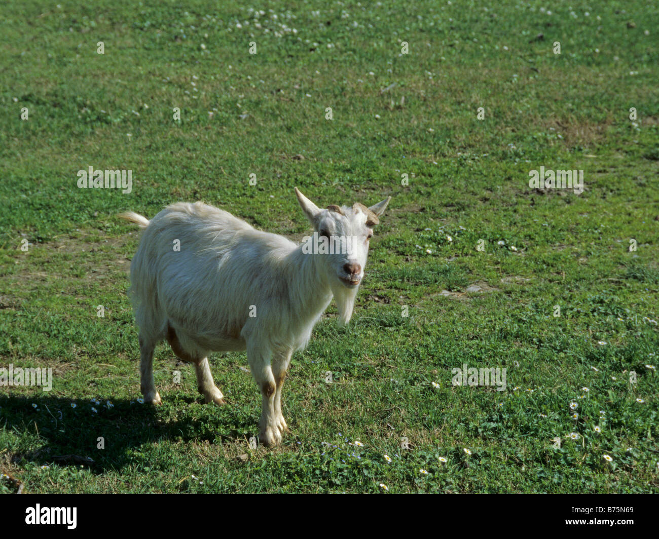 Capra bianca immagini e fotografie stock ad alta risoluzione - Alamy
