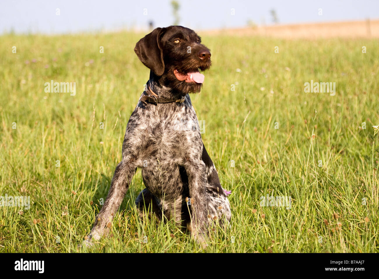 Pointer dog immagini e fotografie stock ad alta risoluzione - Alamy