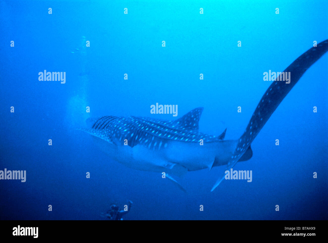 Squalo pelle immagini e fotografie stock ad alta risoluzione - Alamy