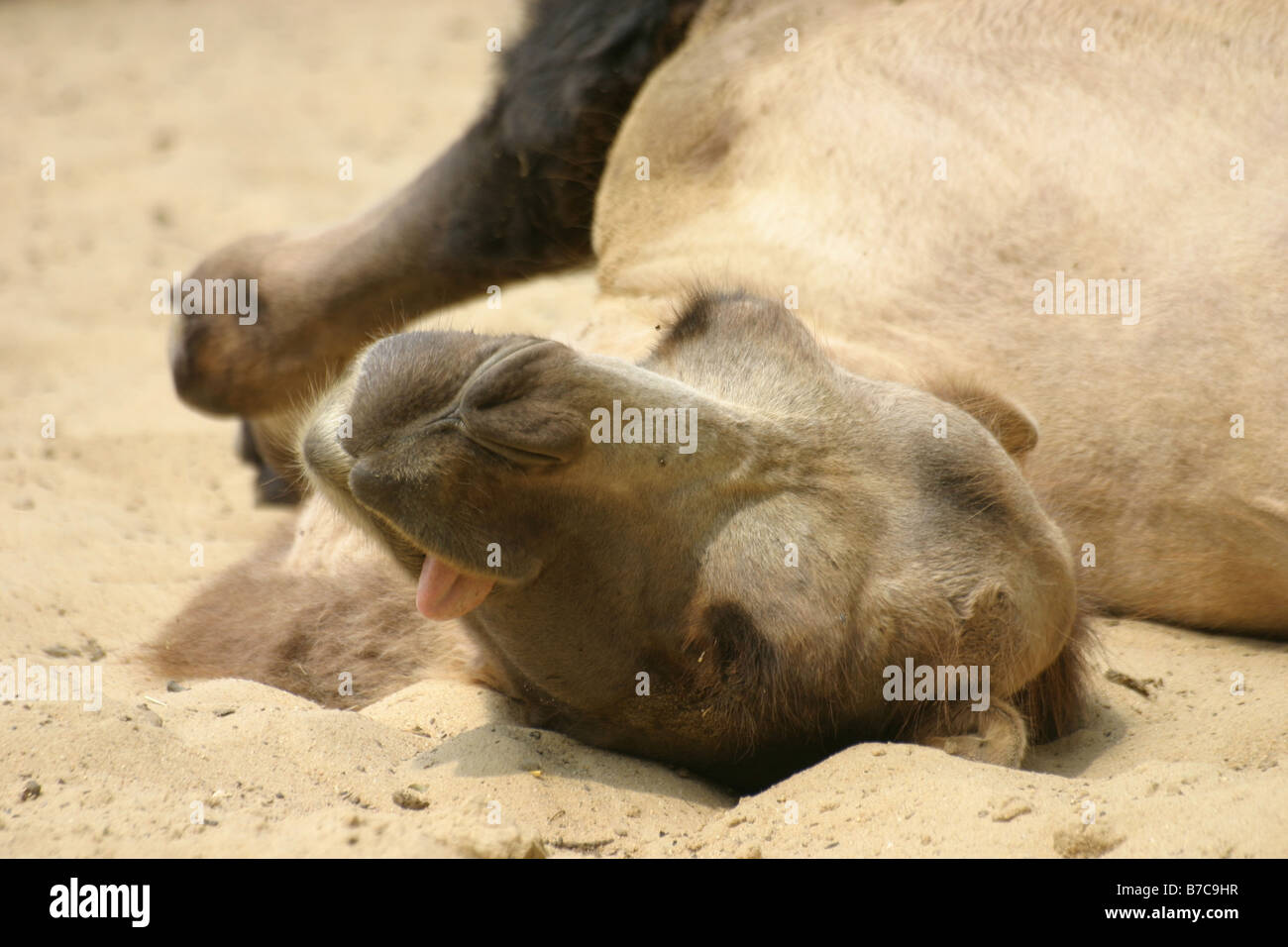 Lingua di cammello immagini e fotografie stock ad alta risoluzione - Alamy