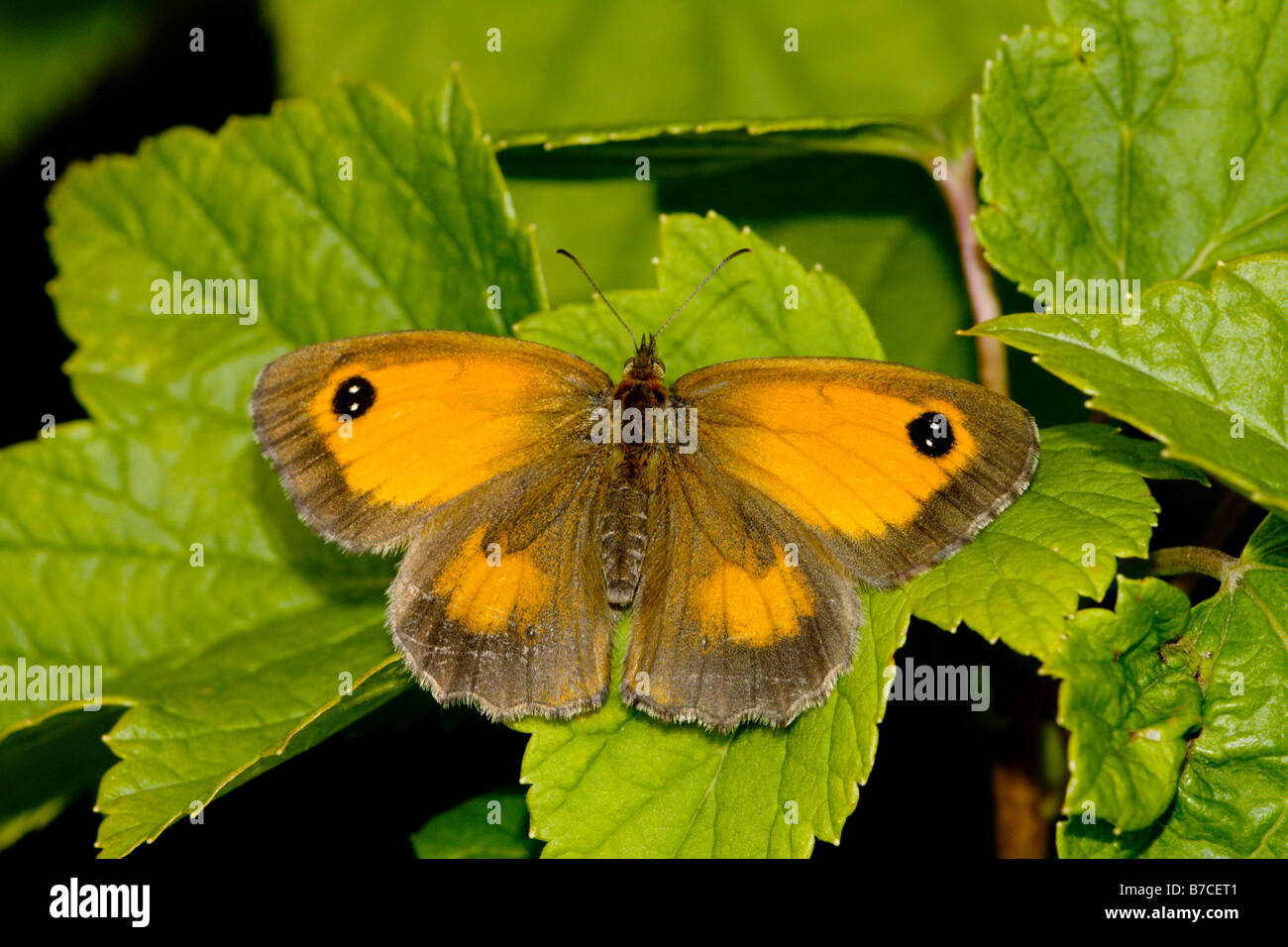 Farfalla con le ali aperte immagini e fotografie stock ad alta ...
