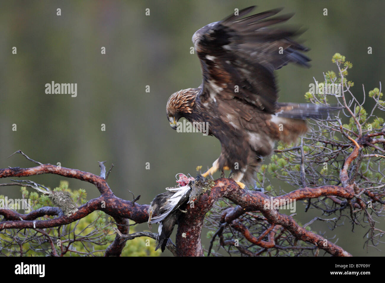 Aquila reale Aquila chrysaetos con un gallo forcello uccidere e le sue ...