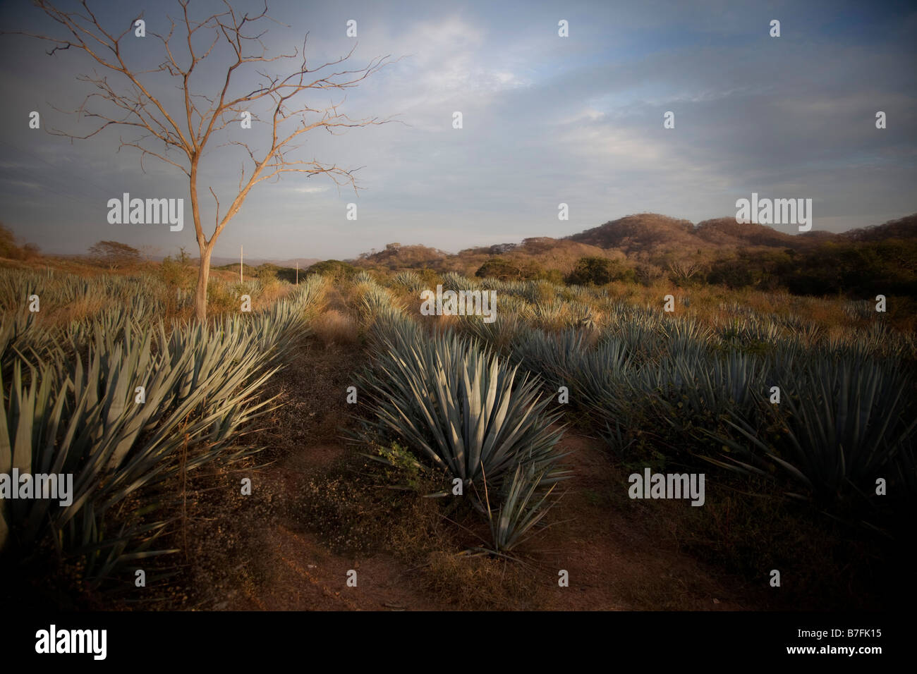 Agave field immagini e fotografie stock ad alta risoluzione - Alamy
