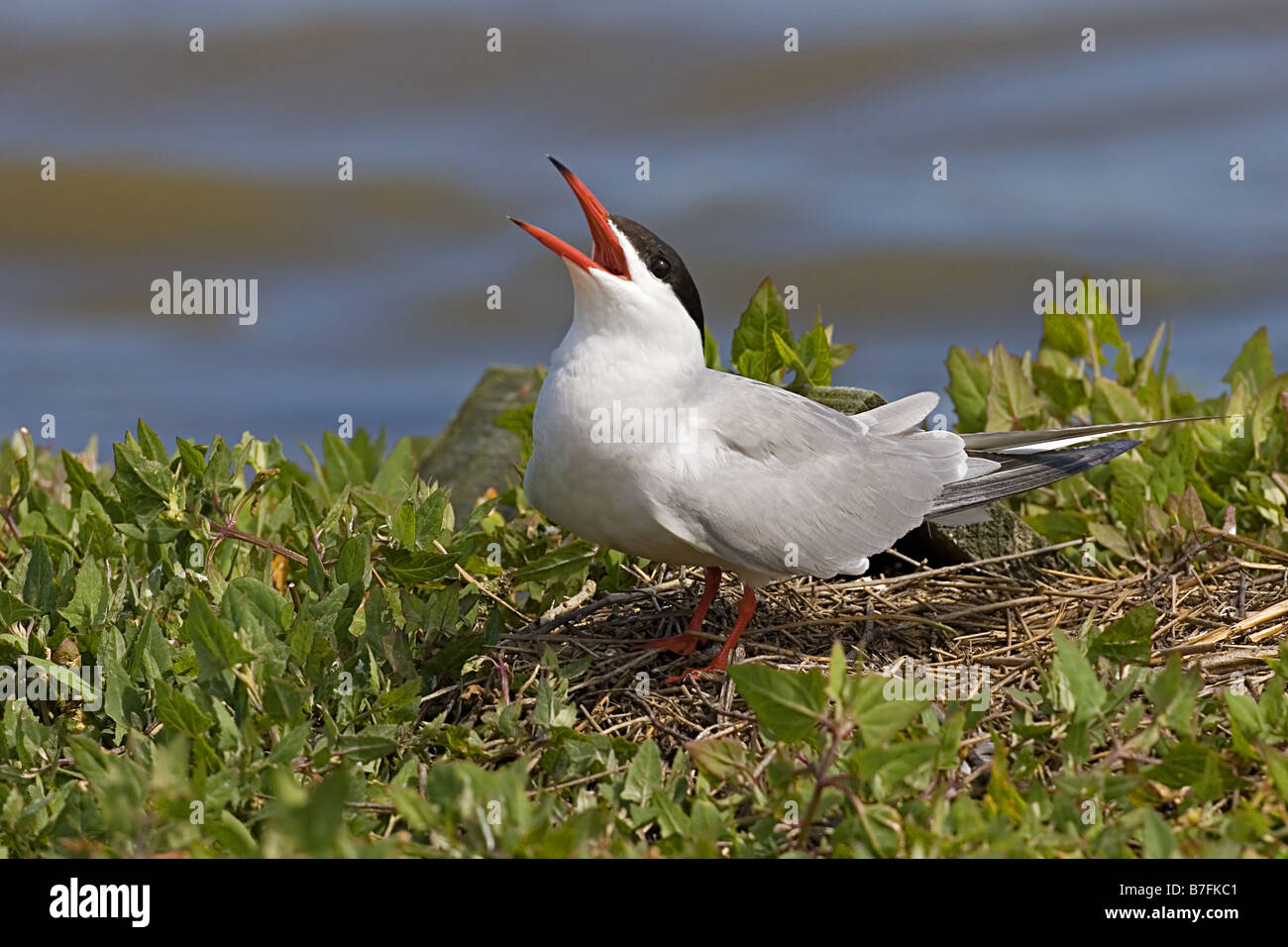 Sterna comune immagini e fotografie stock ad alta risoluzione - Alamy