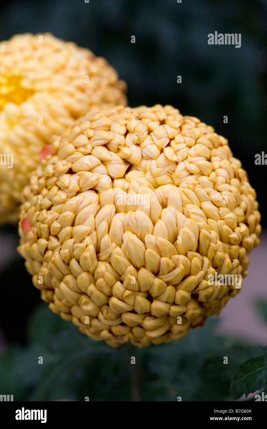Crisantemo pompon immagini e fotografie stock ad alta risoluzione - Alamy