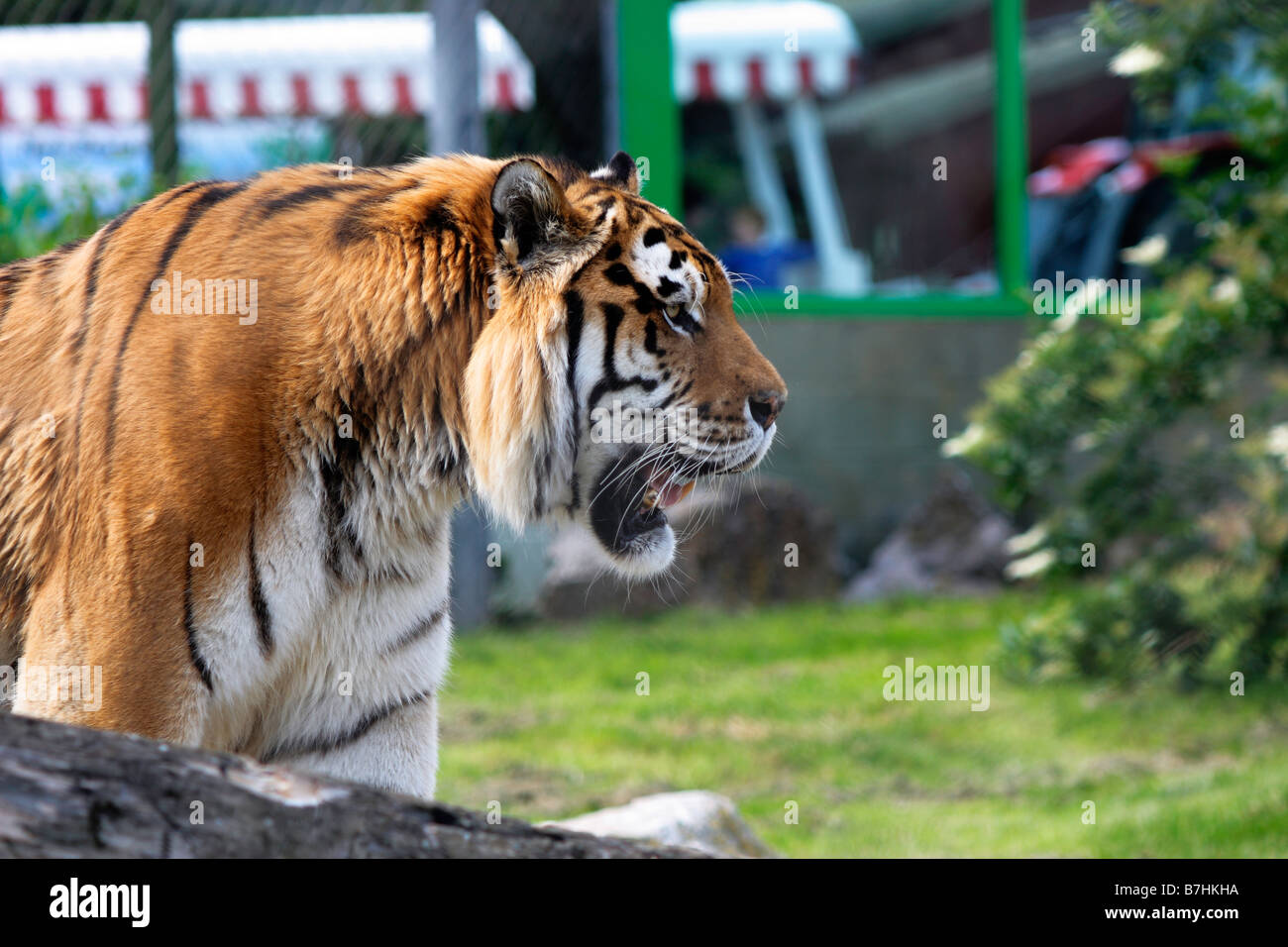 Una tigre dell'amur allo zoo immagini e fotografie stock ad alta ...