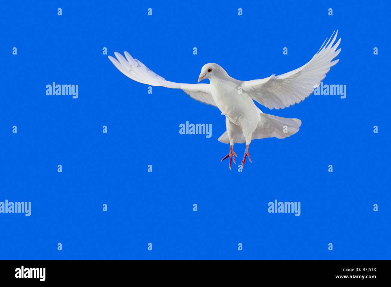 Colomba bianca in volo immagini e fotografie stock ad alta risoluzione ...