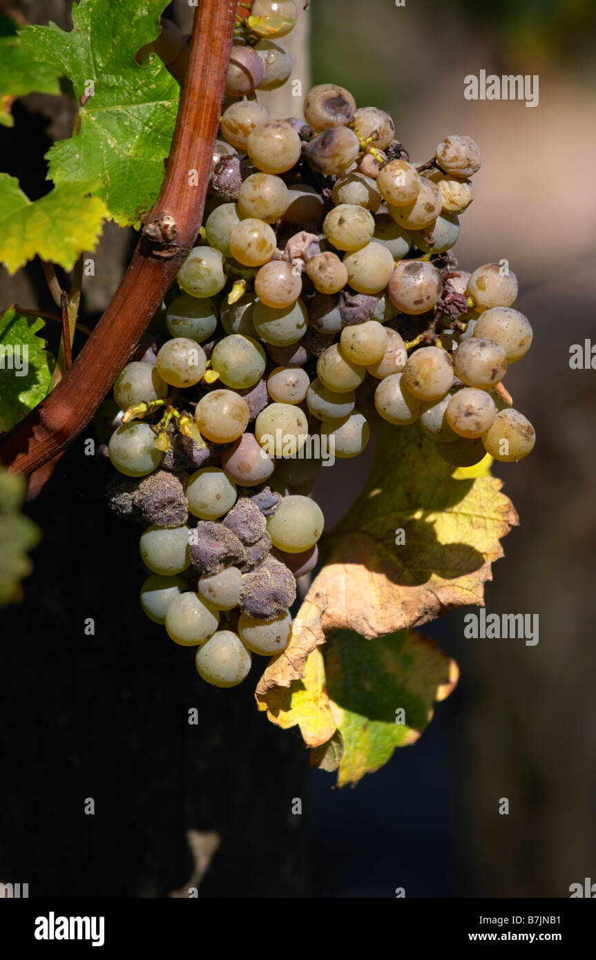 Uva botritizzata immagini e fotografie stock ad alta risoluzione - Alamy
