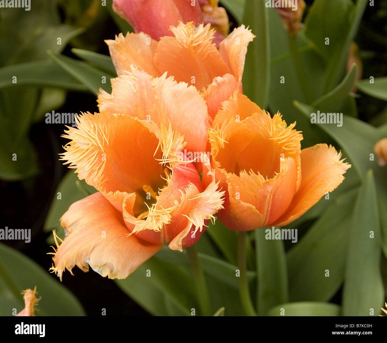 Tulip fancy frills immagini e fotografie stock ad alta risoluzione - Alamy