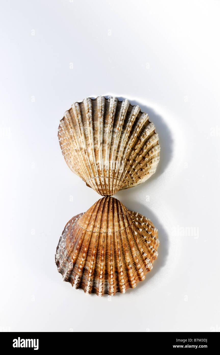 Simmetria radiale immagini e fotografie stock ad alta risoluzione - Alamy