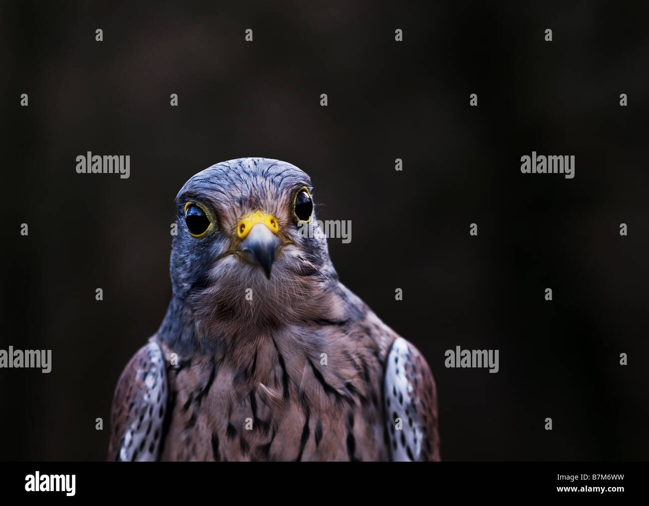 Maschio gheppio falco tinnunculus immagini e fotografie stock ad alta ...