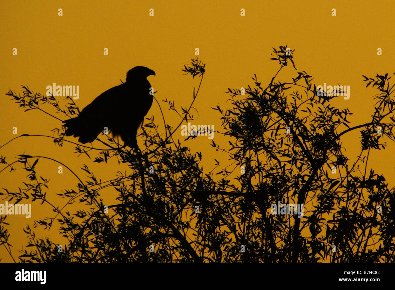 Raptor silhouette immagini e fotografie stock ad alta risoluzione - Alamy
