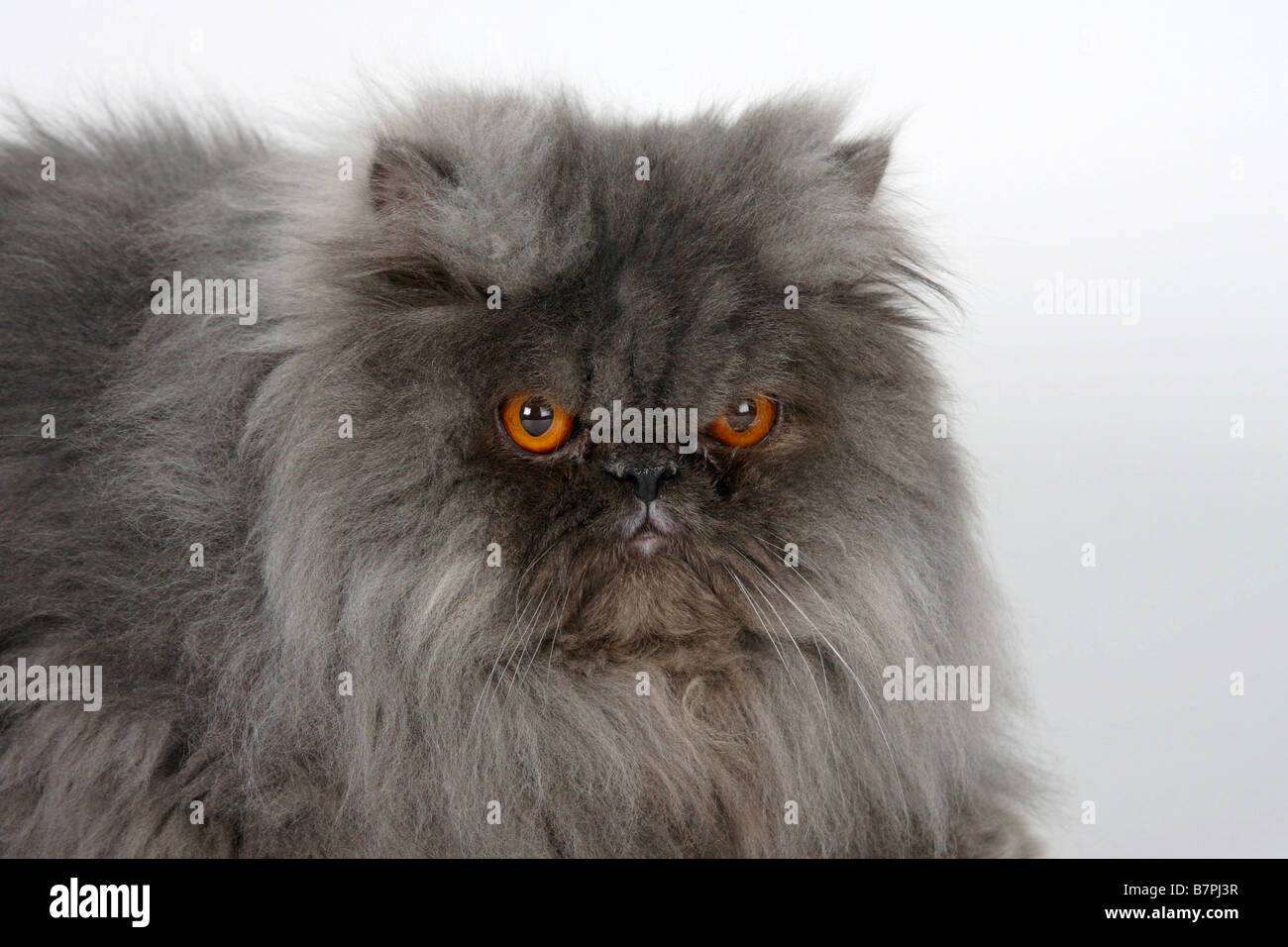 Fumare gatto domestico persiano immagini e fotografie stock ad alta ...