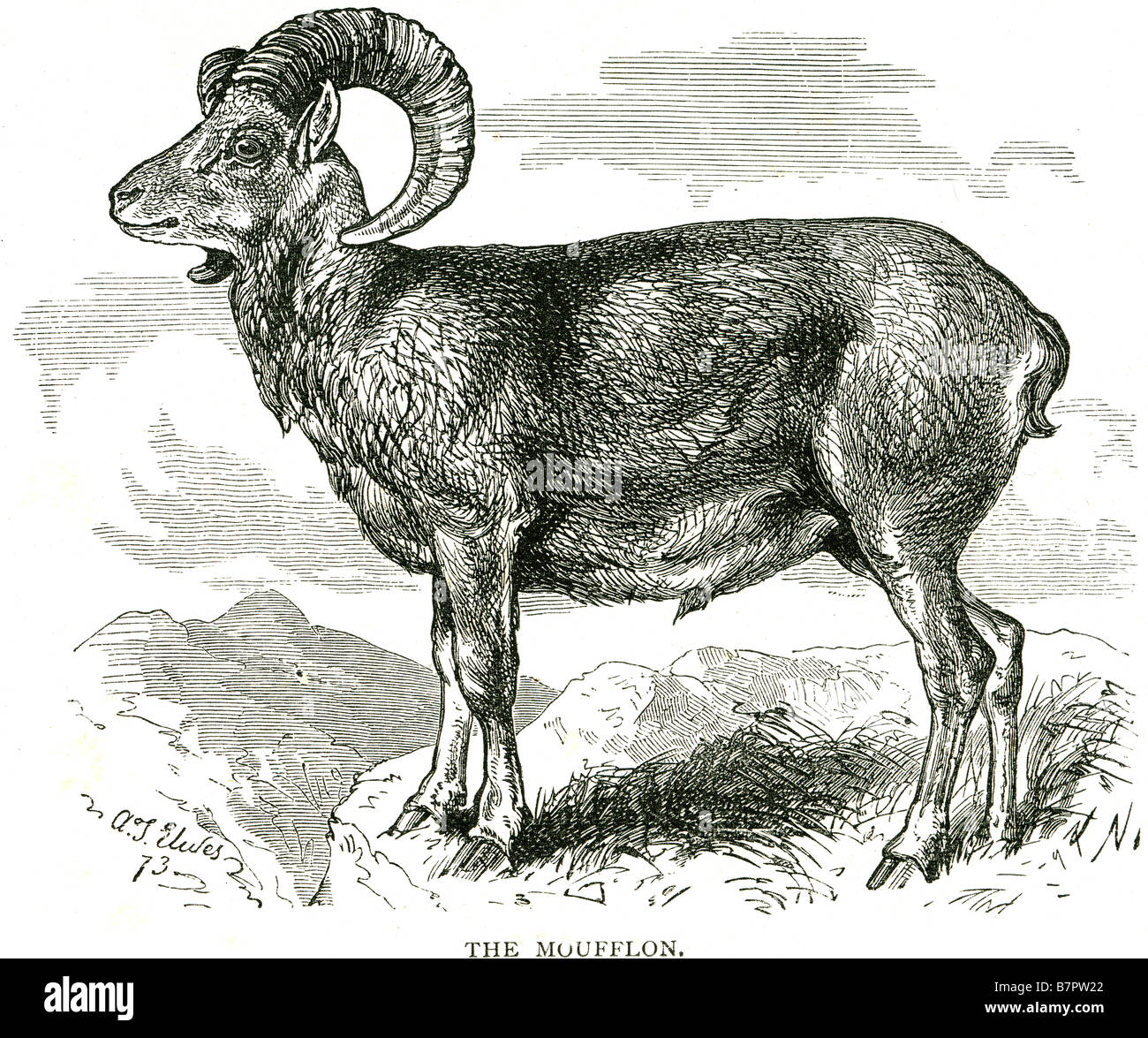 Il muflone il muflone (Ovis orientalis orientalis gruppo) è un gruppo ...
