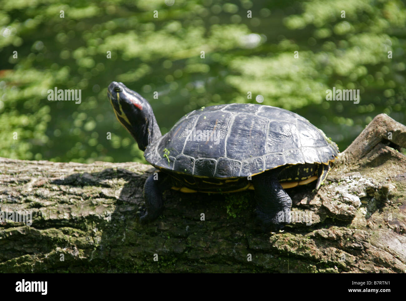 Pseudemys scripta elegans immagini e fotografie stock ad alta ...