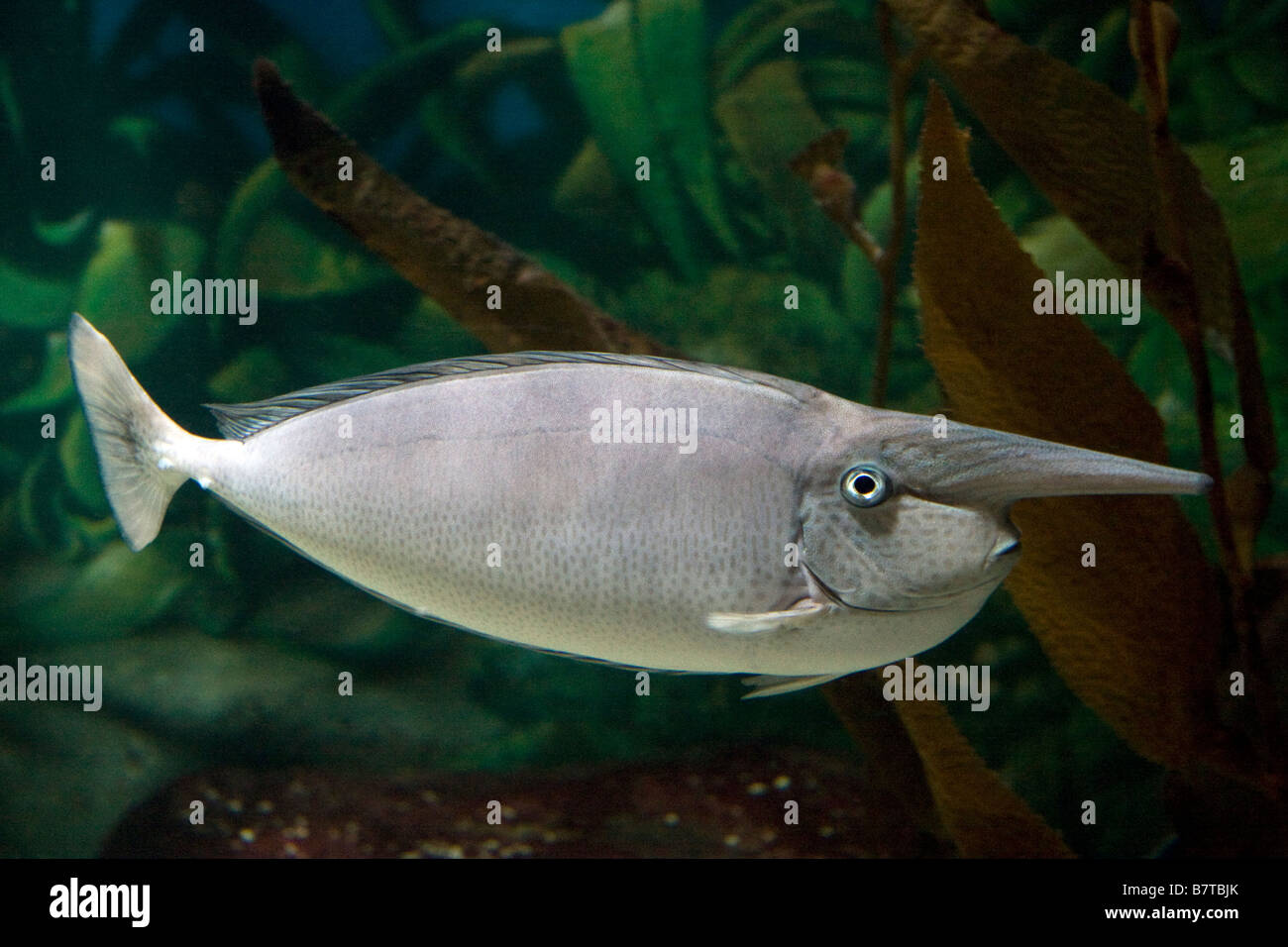 Pesce naso lungo immagini e fotografie stock ad alta risoluzione - Alamy