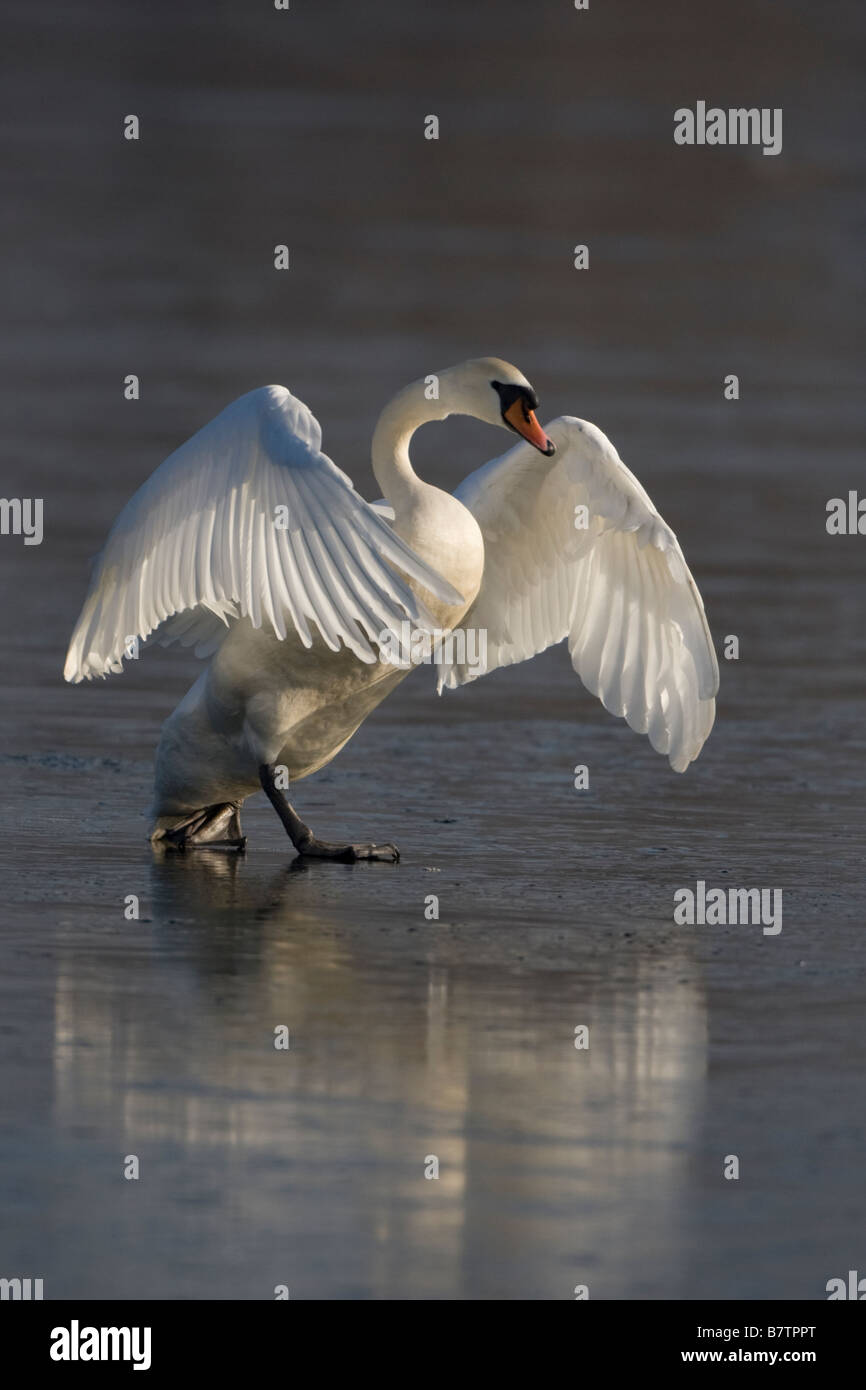 Danza del cigno muto immagini e fotografie stock ad alta risoluzione ...