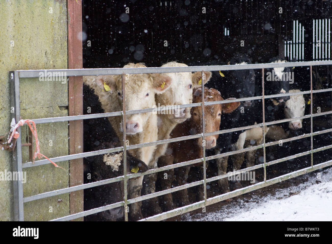Capanni per il bestiame immagini e fotografie stock ad alta risoluzione ...
