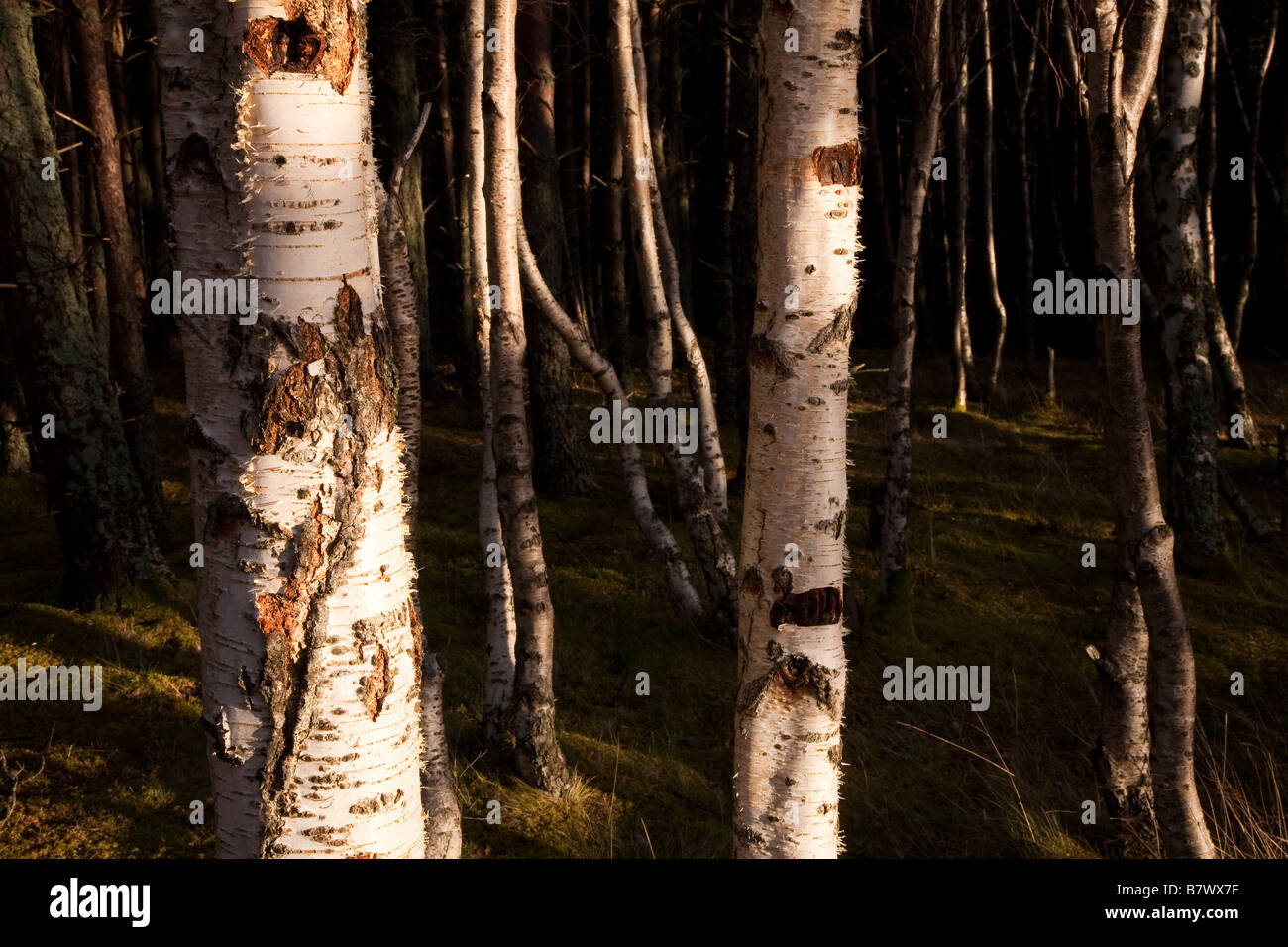 Tronco d'albero betulla pendula betulla d'argento immagini e fotografie ...