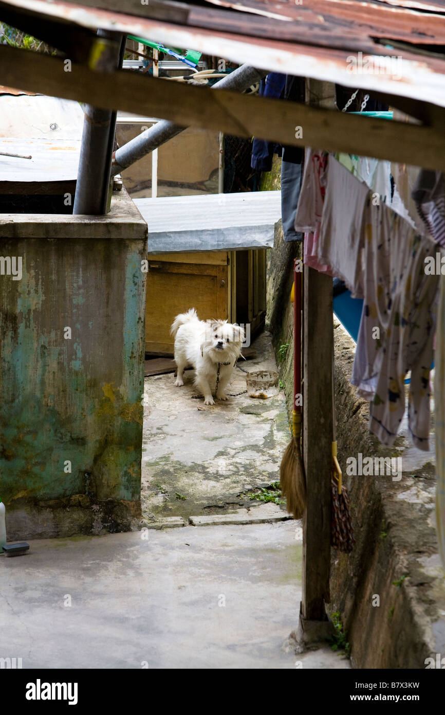 Cane scotty immagini e fotografie stock ad alta risoluzione - Alamy