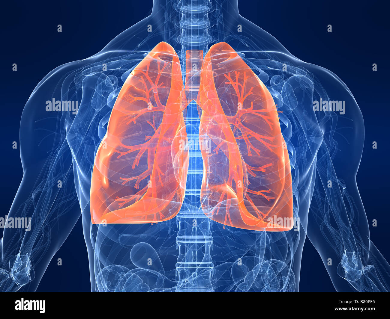 Polmone umano immagini e fotografie stock ad alta risoluzione - Alamy