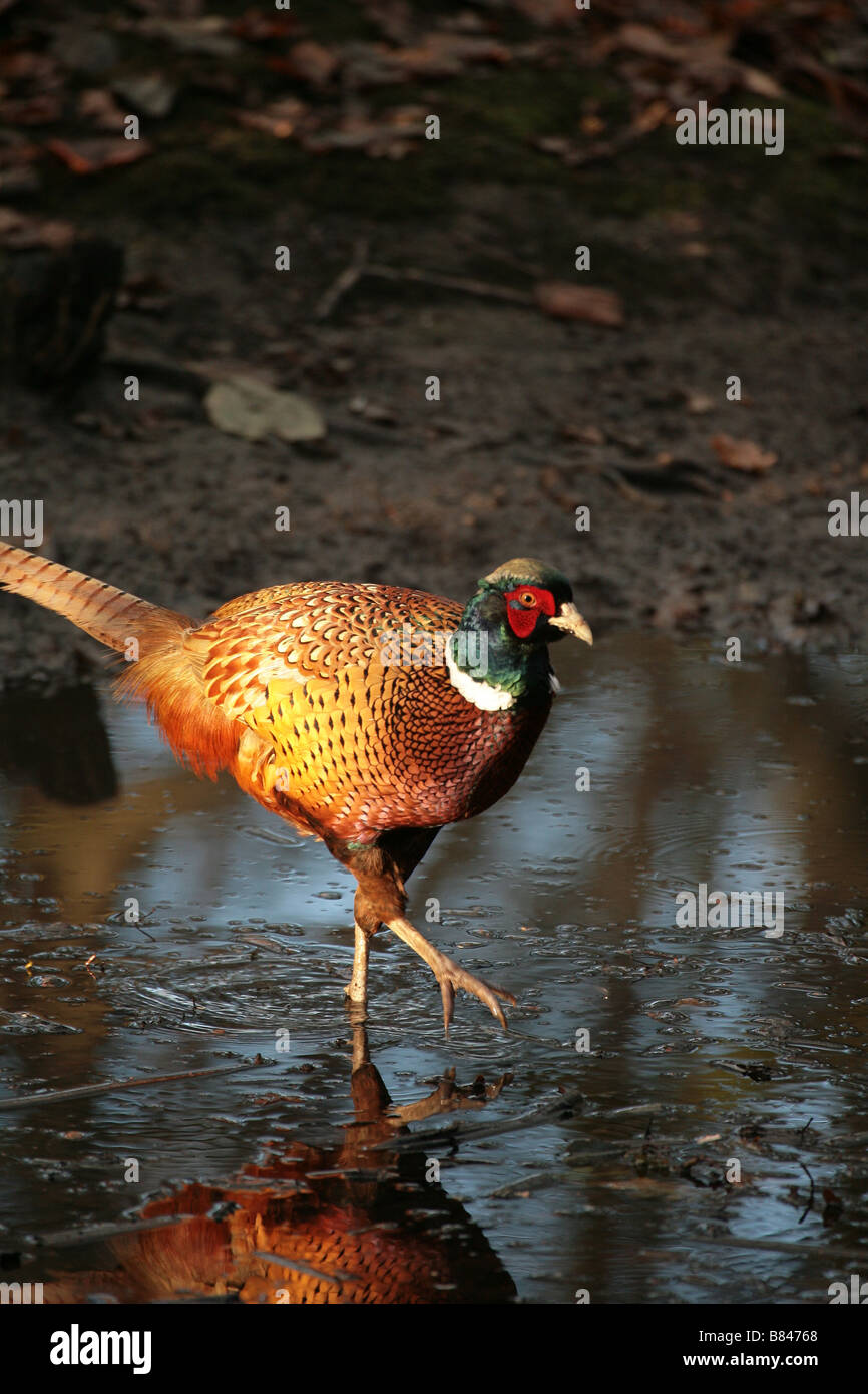 Riflessione del fagiano immagini e fotografie stock ad alta risoluzione ...