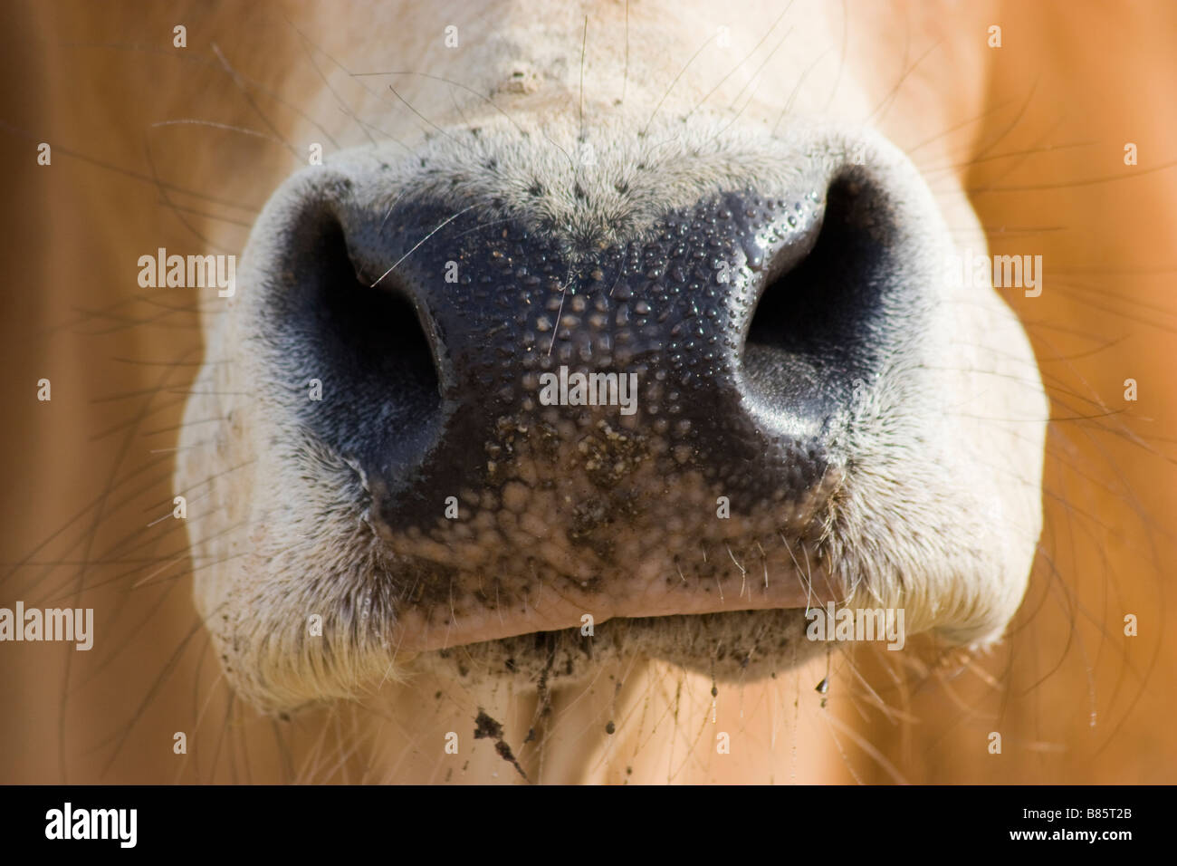 Mascella della mucca immagini e fotografie stock ad alta risoluzione ...