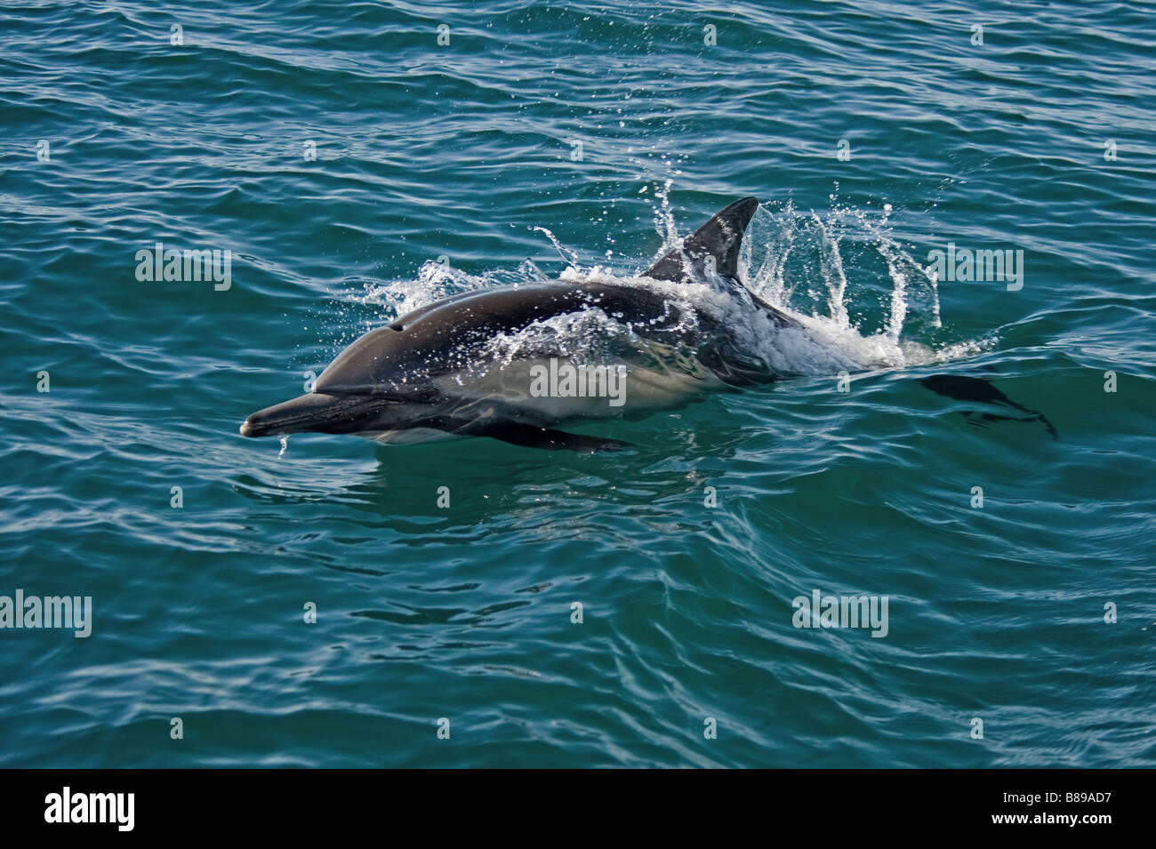 Delfino comune dal lungo becco immagini e fotografie stock ad alta ...