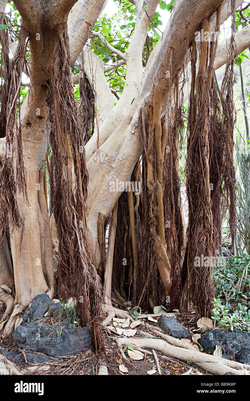 Ficus socotrana immagini e fotografie stock ad alta risoluzione - Alamy