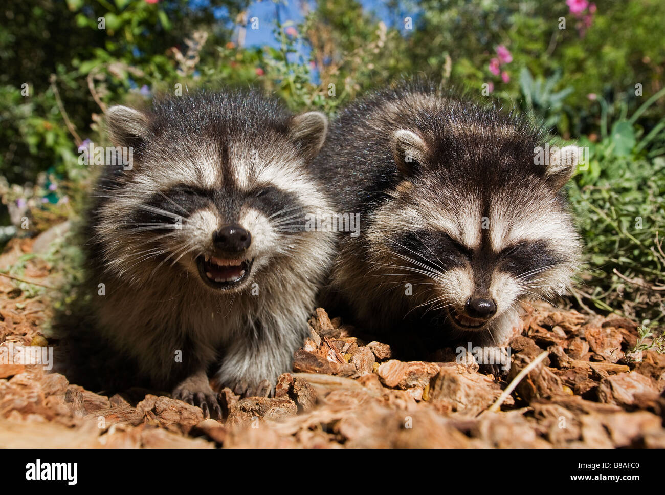 Procioni carini immagini e fotografie stock ad alta risoluzione - Alamy