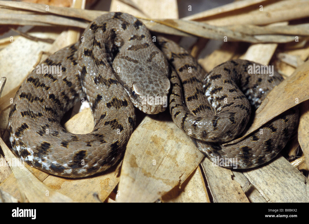 Italy snake immagini e fotografie stock ad alta risoluzione - Alamy