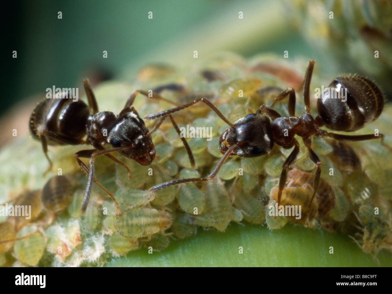 Simbiosi di afidi e formiche immagini e fotografie stock ad alta ...