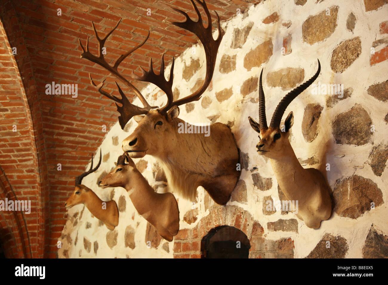 Teste di animali imbalsamati immagini e fotografie stock ad alta ...