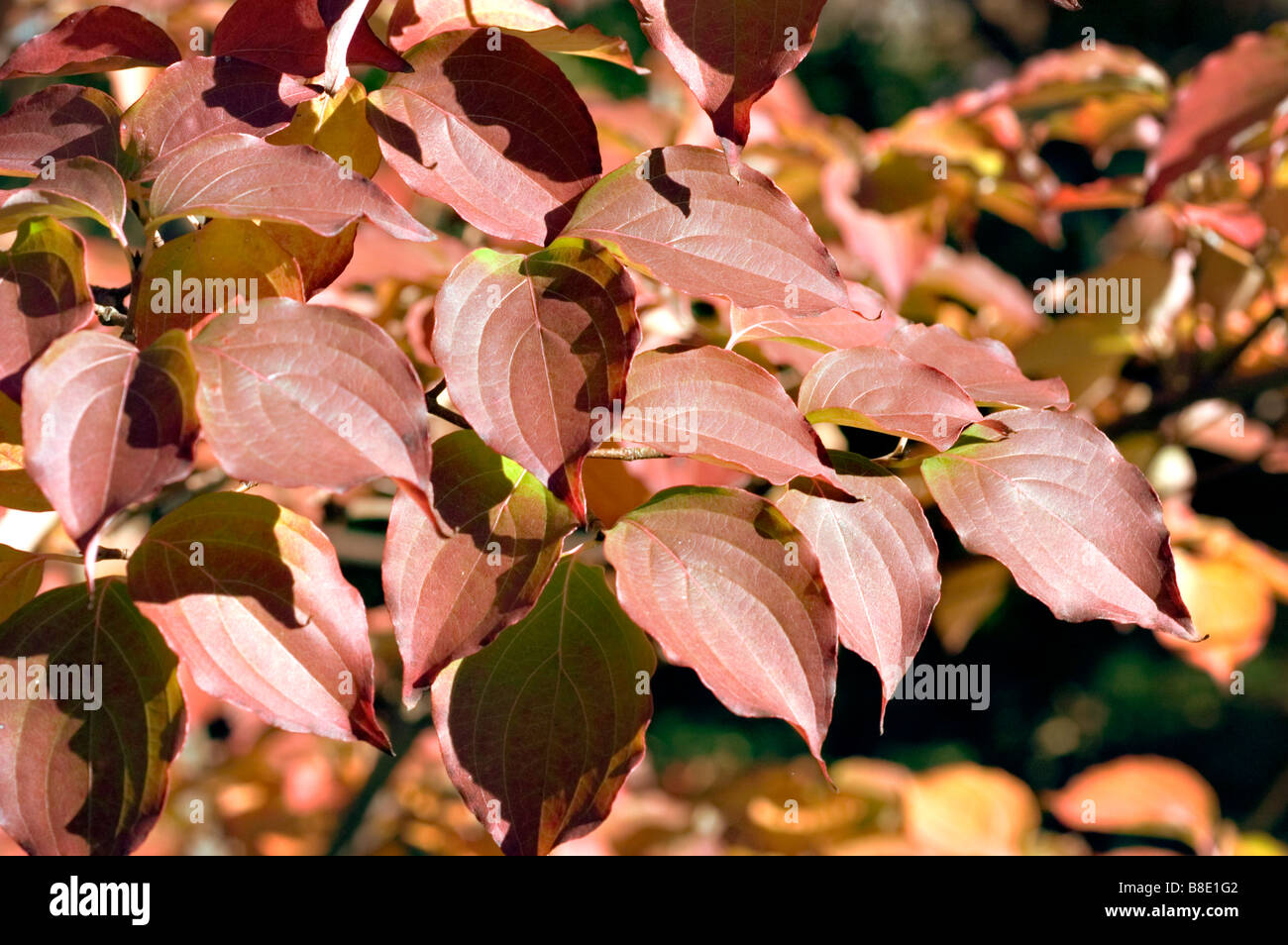 Autunno rosso foglie della pianta di merito, Kousa corniolo ...