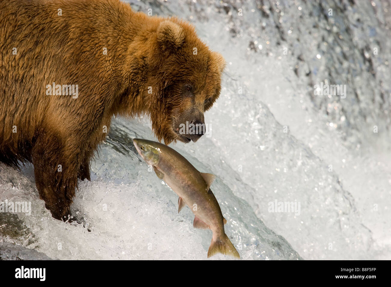 Orso Bruno Kodiak Ursus Arctos Immagini e Fotos Stock - Alamy