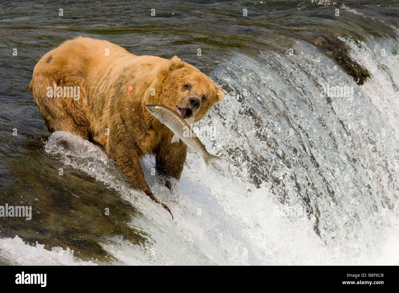 Bruno Orso grizzly Ursus arctos horribilis la pesca al Salmone Sockeye ...