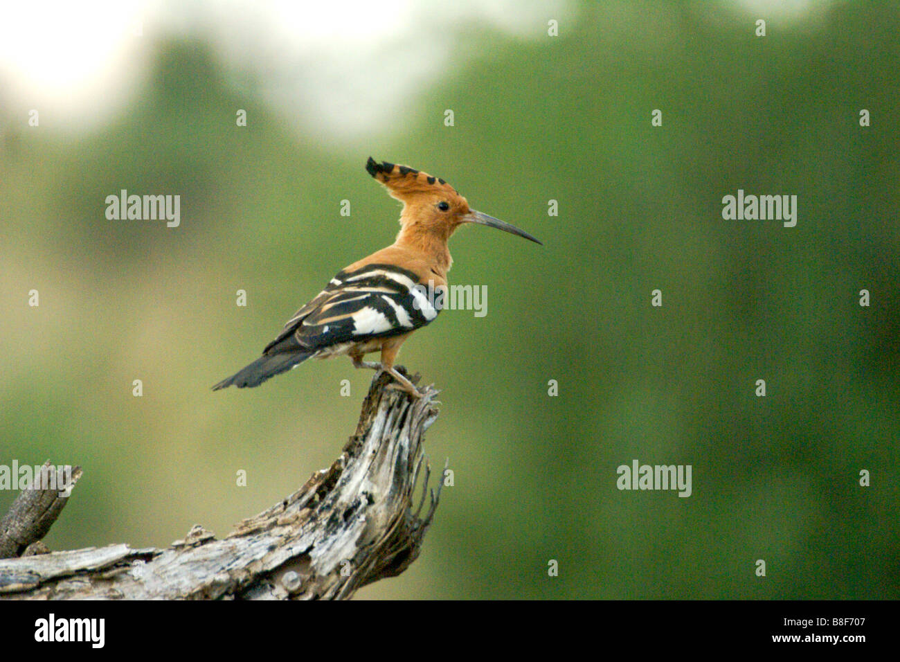 Upupa africana upupa epops africana immagini e fotografie stock ad alta ...