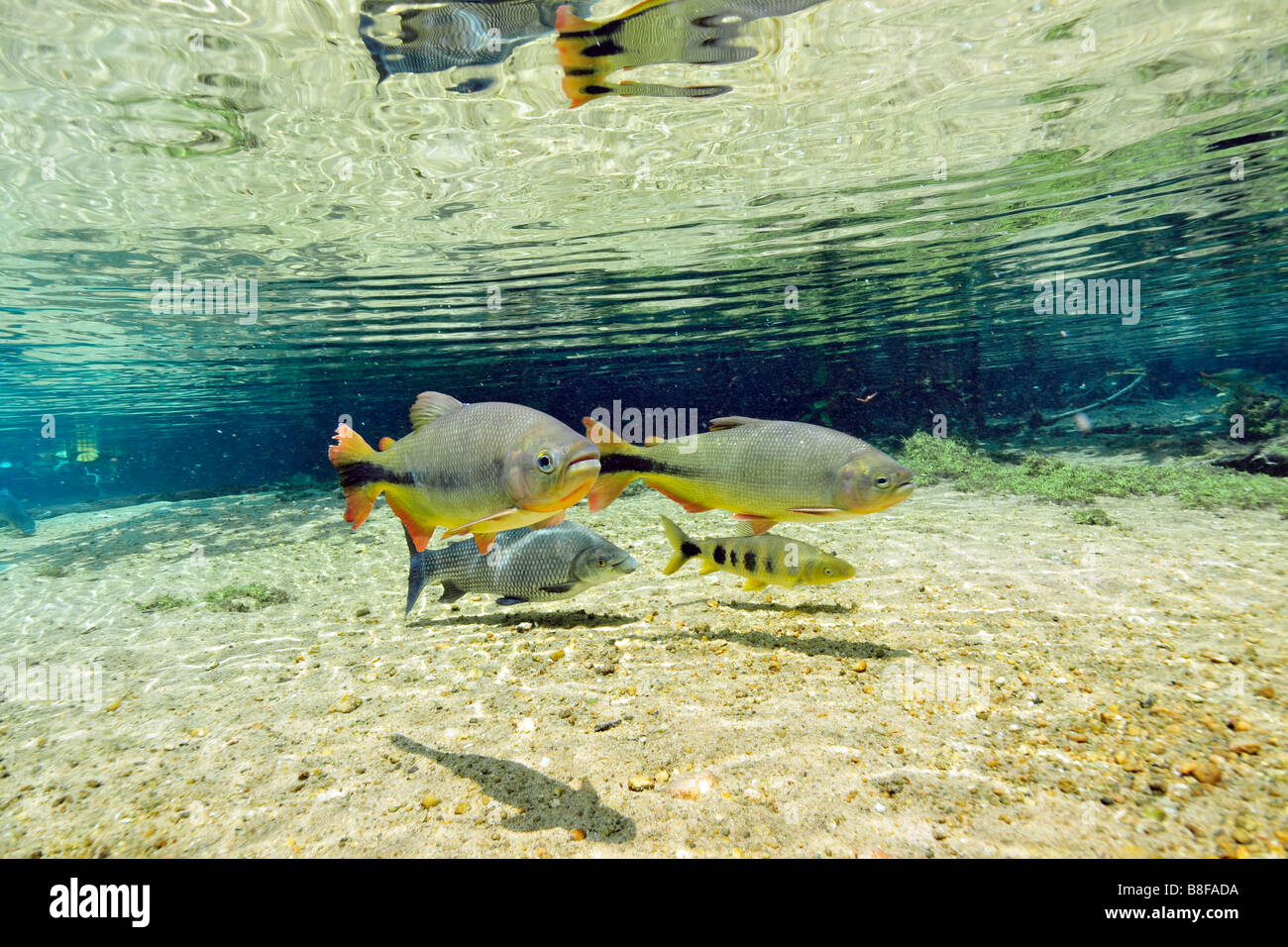 Prochilodus lineatus immagini e fotografie stock ad alta risoluzione ...
