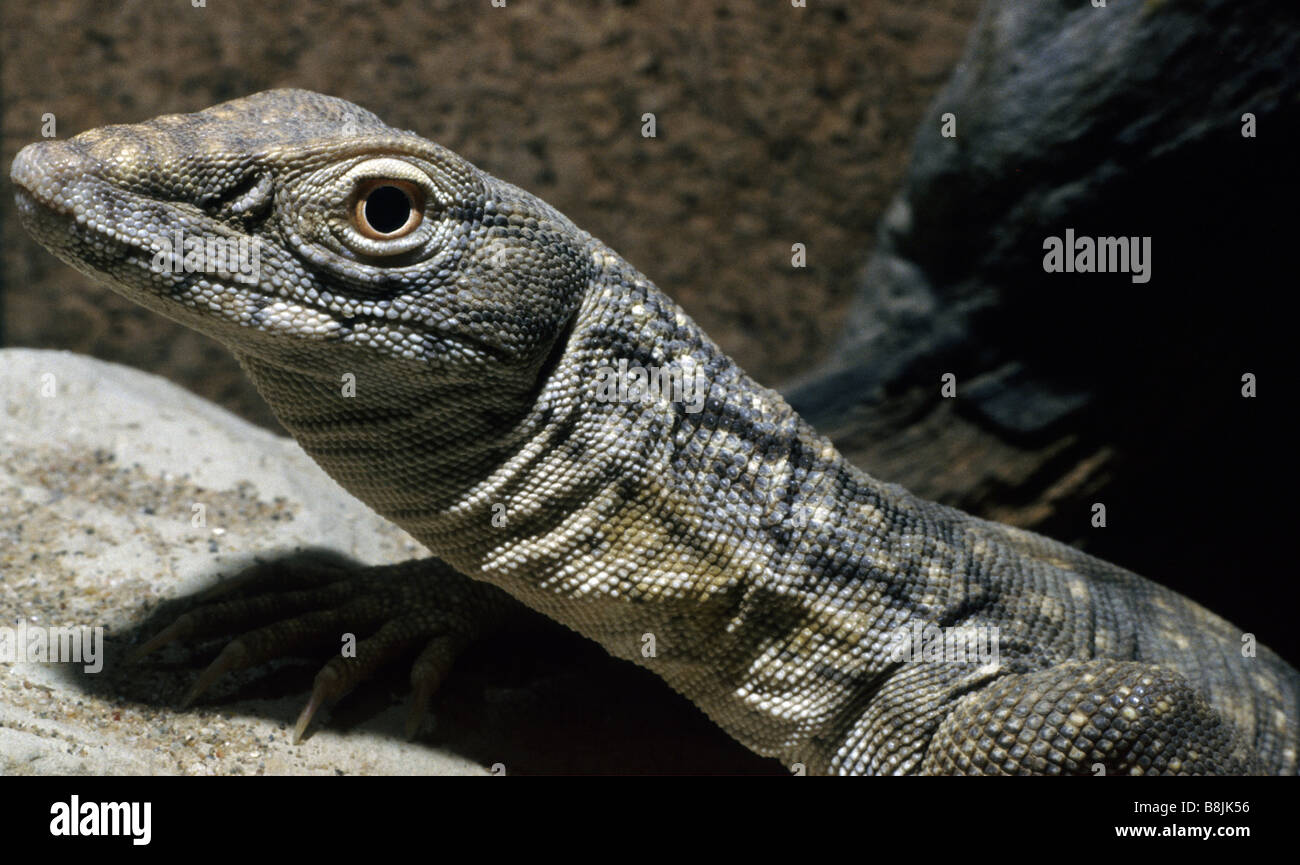 Varanus griseus immagini e fotografie stock ad alta risoluzione - Alamy