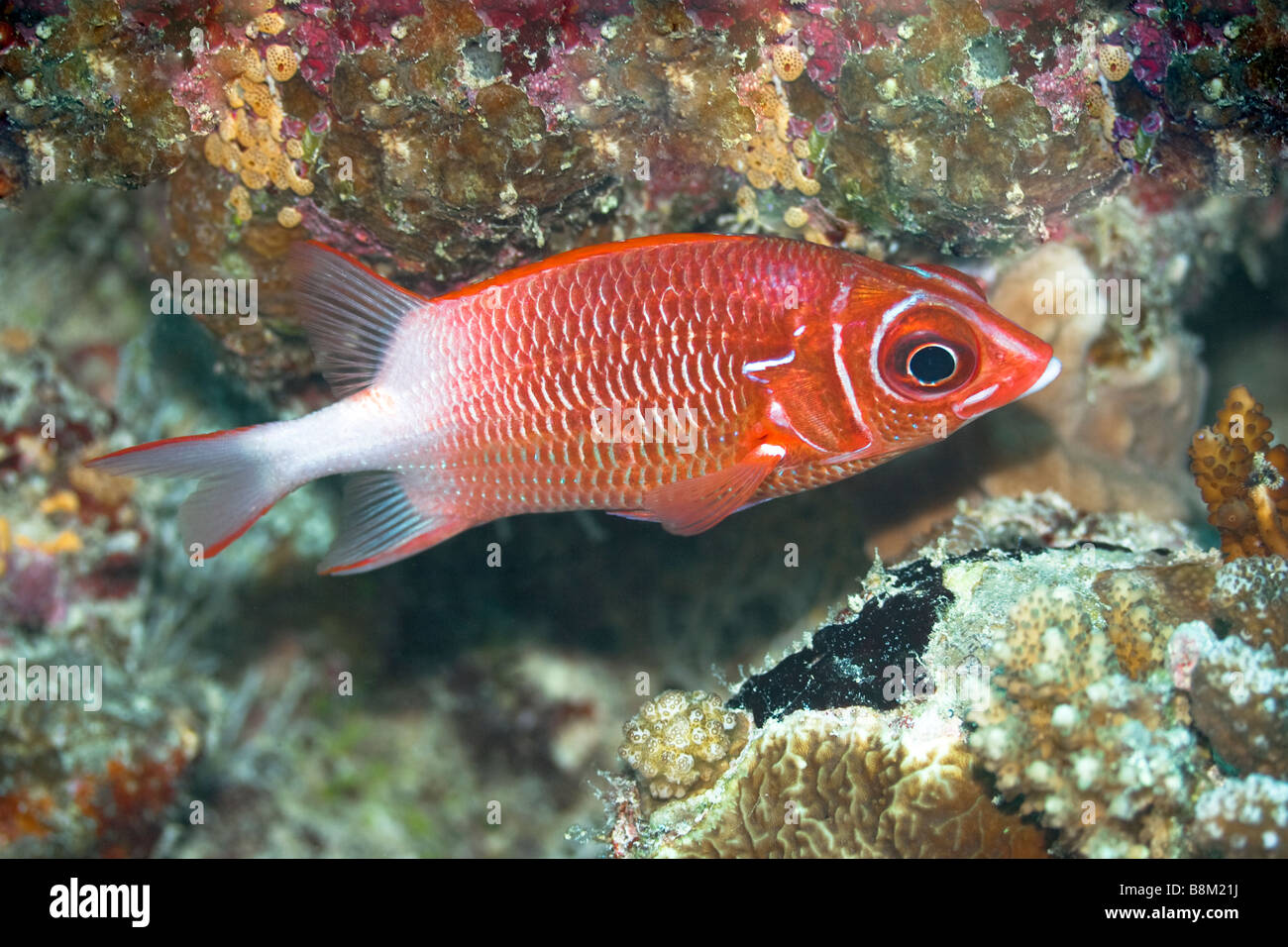 Pesce scoiattolo immagini e fotografie stock ad alta risoluzione - Alamy