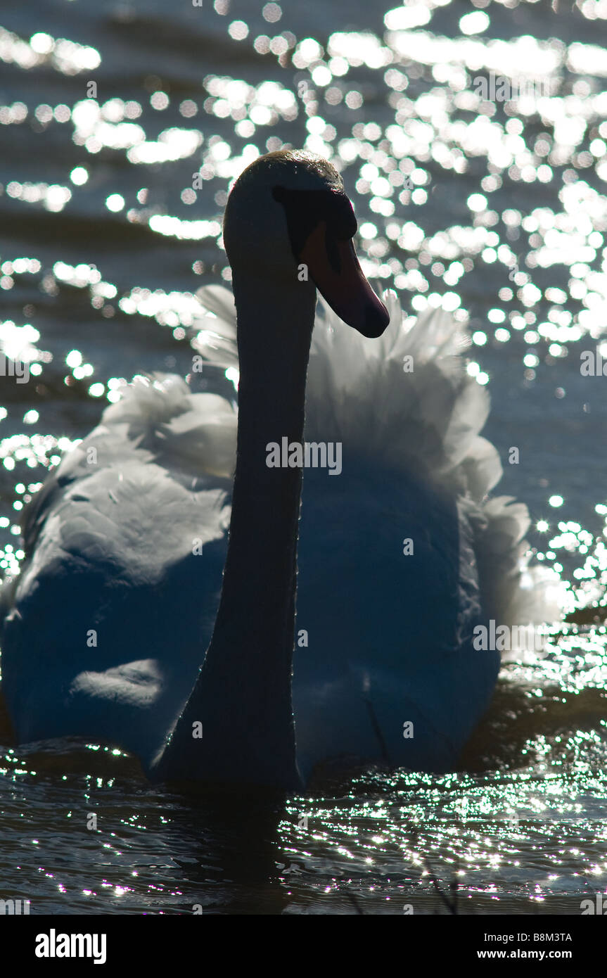 Sagoma di cigno muto immagini e fotografie stock ad alta risoluzione ...