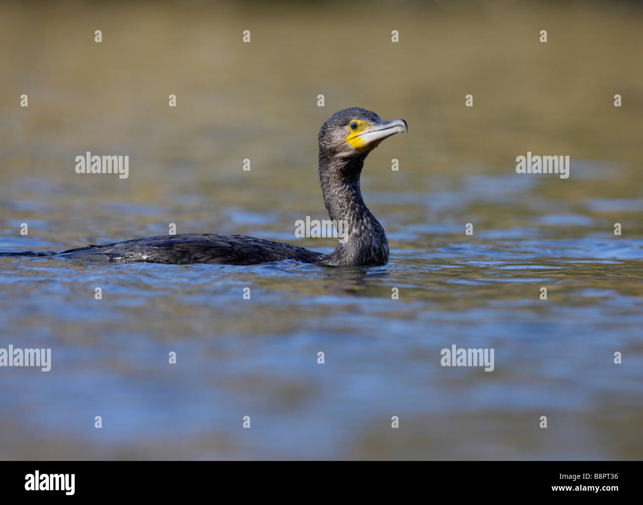 Cormorano non volando immagini e fotografie stock ad alta risoluzione ...