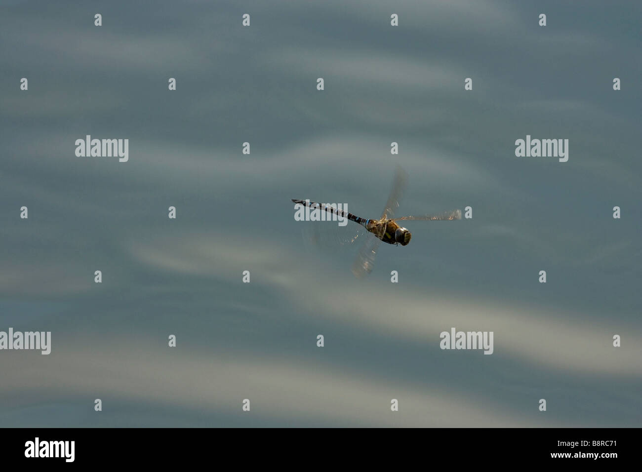 Imperatore libellula in volo immagini e fotografie stock ad alta ...