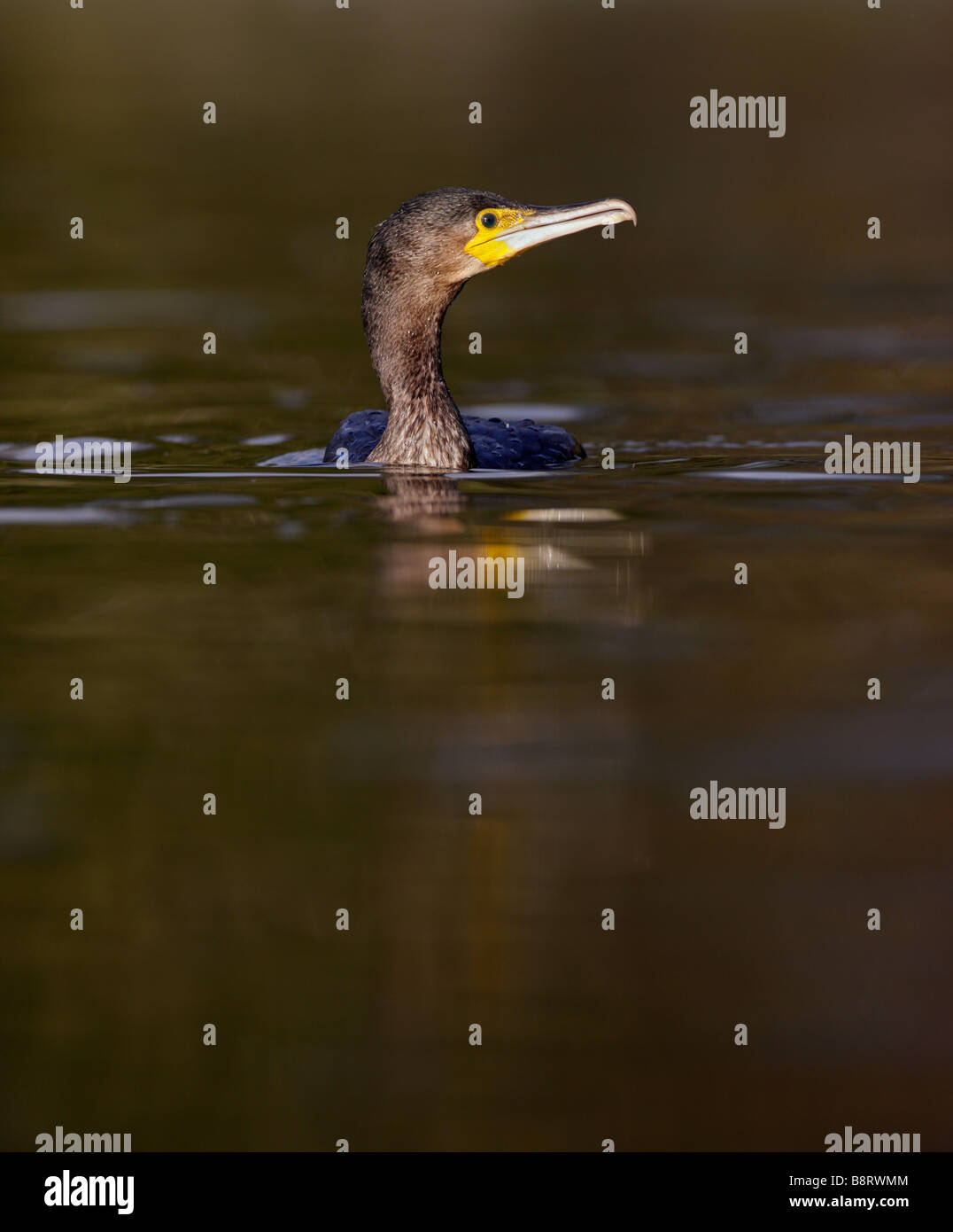 Cormorano non volando immagini e fotografie stock ad alta risoluzione ...