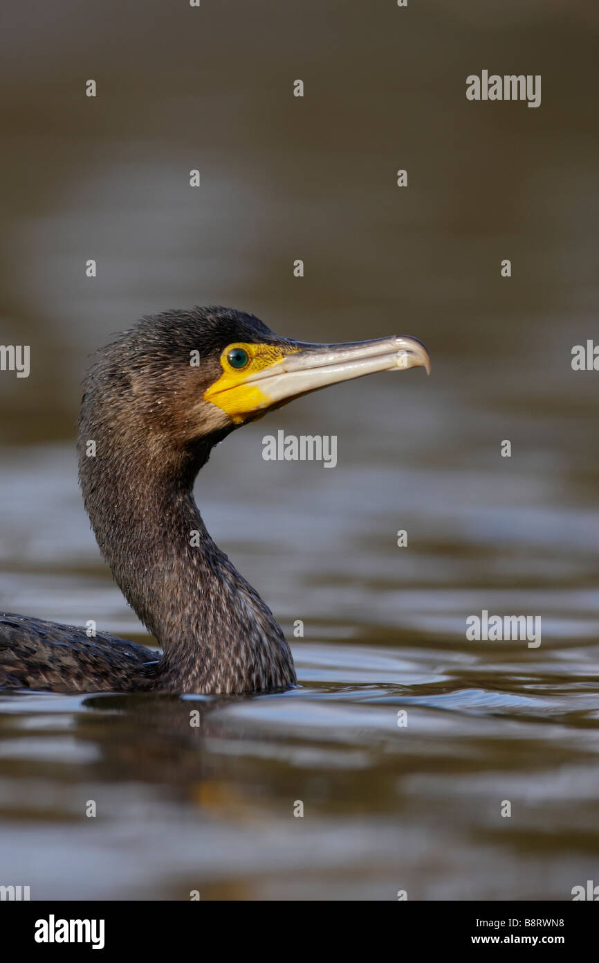 Cormorano non volando immagini e fotografie stock ad alta risoluzione ...