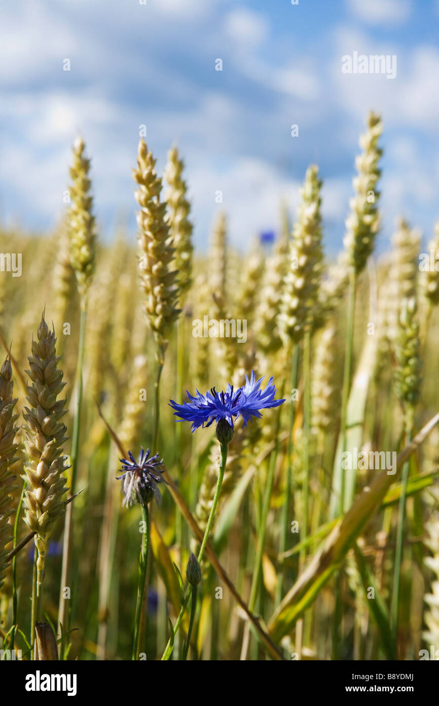 Campo di grano con fiordaliso Immagini e Fotos Stock - Alamy