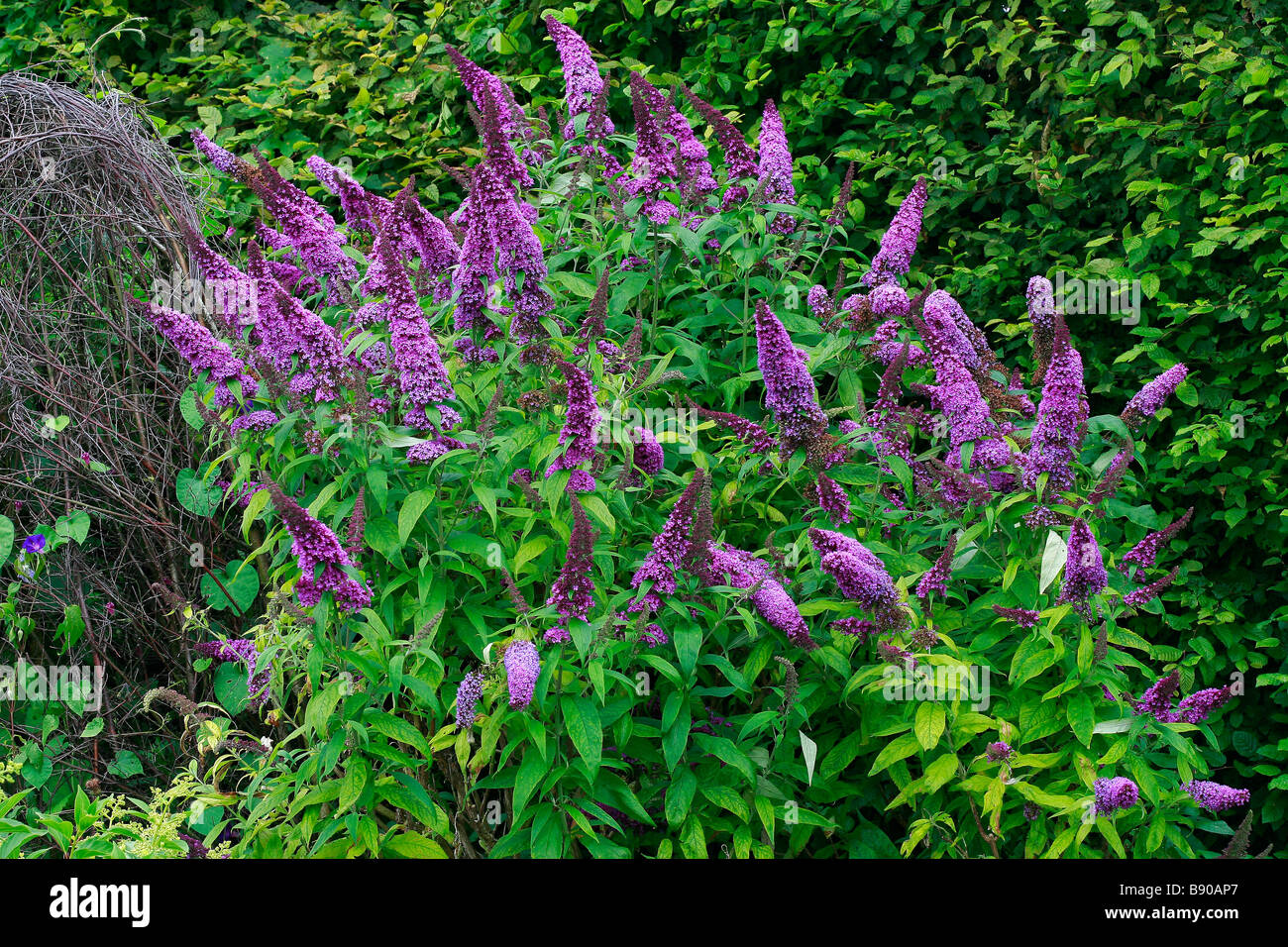 Buddleja davidii immagini e fotografie stock ad alta risoluzione - Alamy