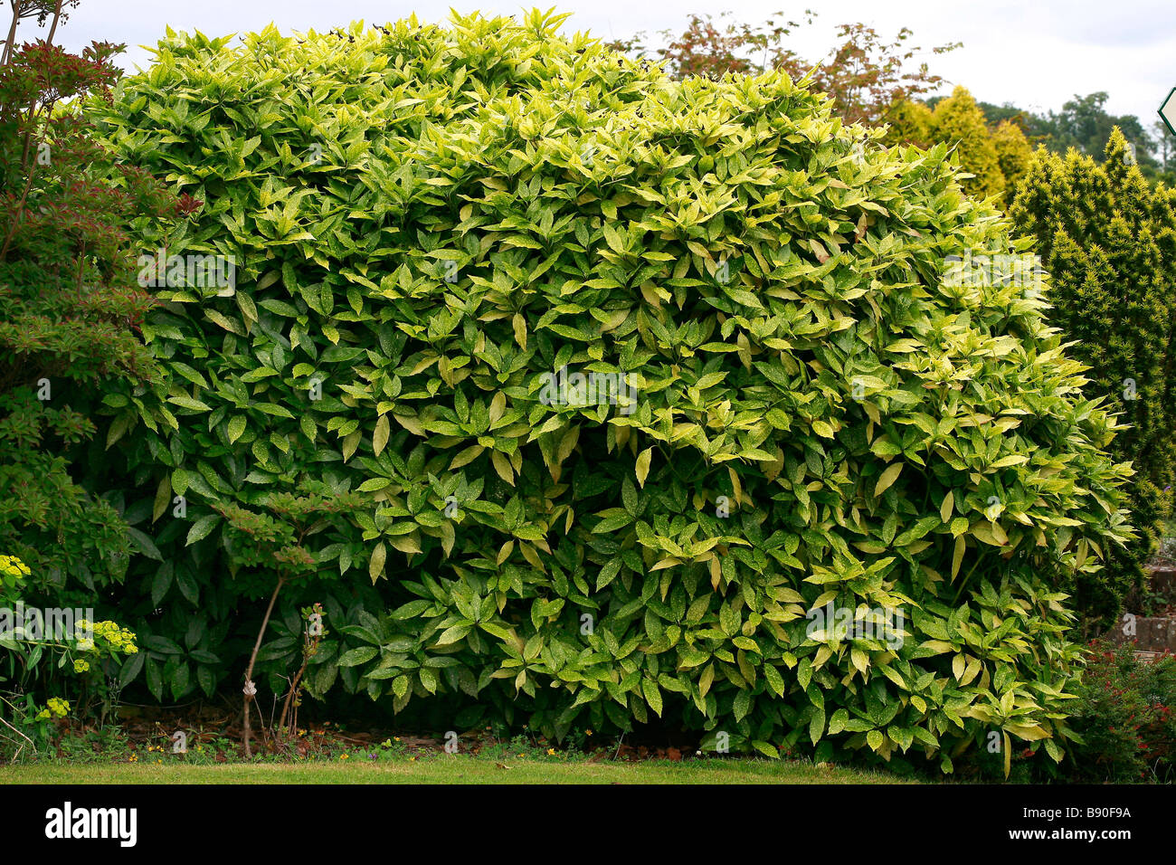 Aucuba japonica crotonifolia immagini e fotografie stock ad alta ...