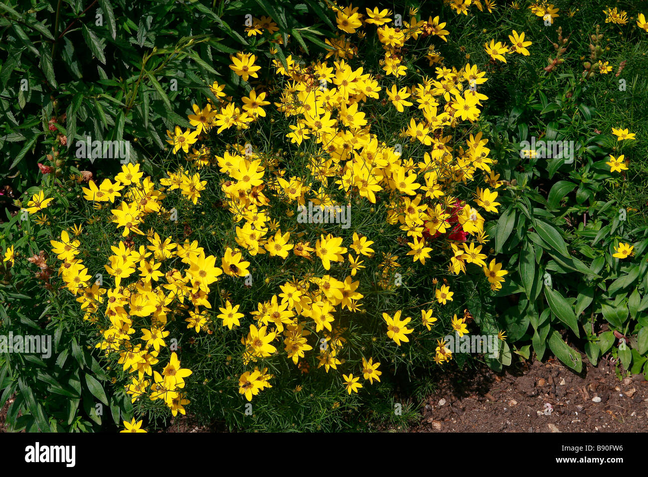 Coreopsis verticillata grandiflora immagini e fotografie stock ad alta ...
